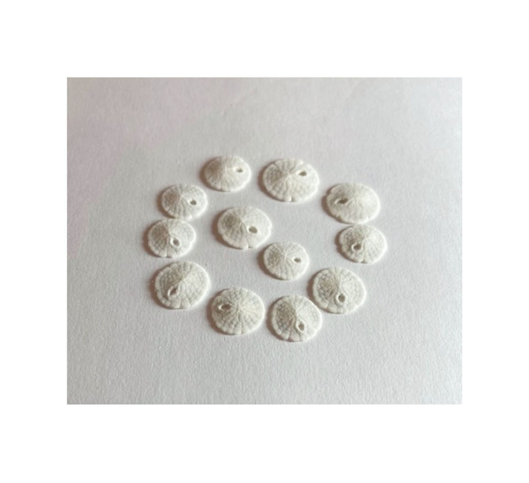 Tiny Sandollars 3/8 Inch Sand Dollars 12 Real Mini Sandollars - Etsy