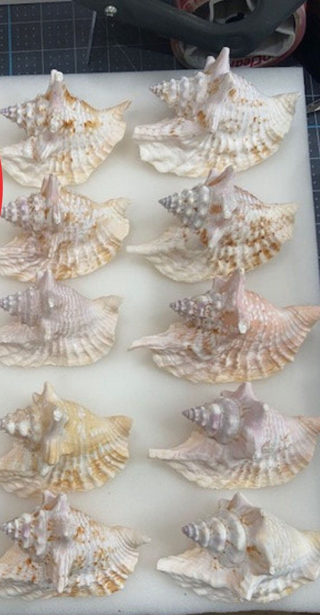 Conch Shell - Rooster Conch - Ask for Int'l Ship Rates - Etsy
