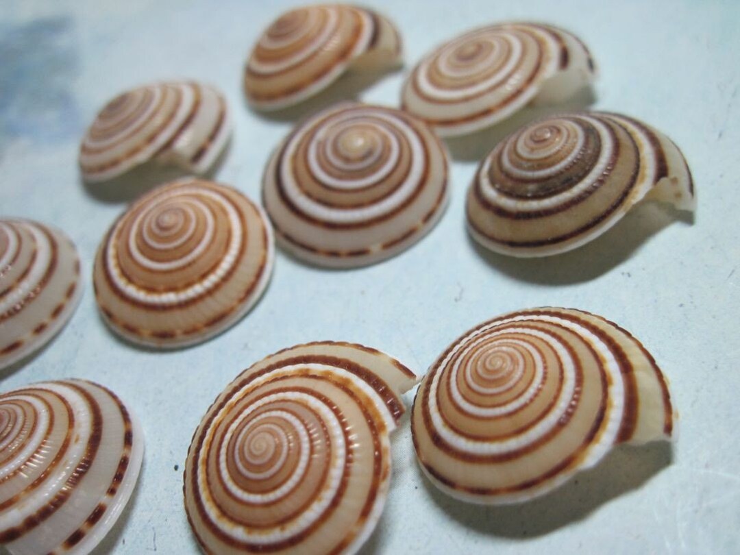 10 Small Sundial Shells - 7/8 Inch Spirals - Predrilled for Your ...