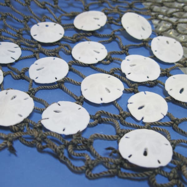 Mini Sand Dollars - Etsy