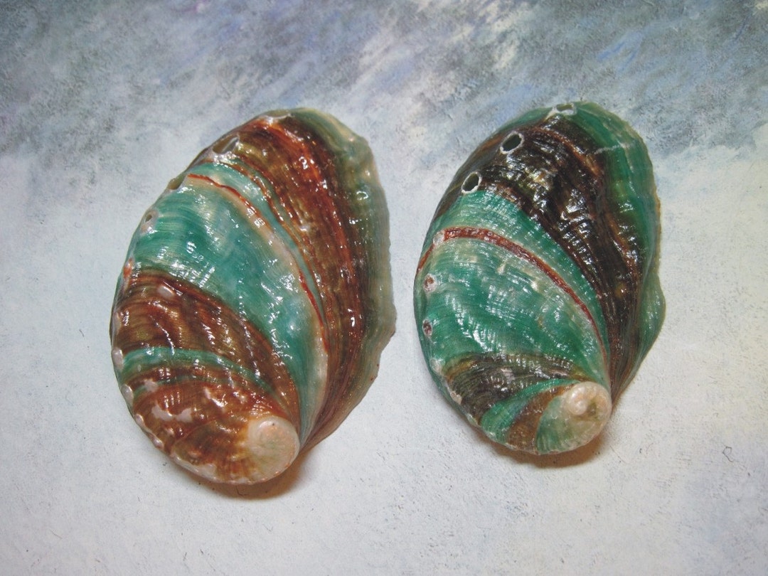 Kamstcha -teal and Burnt Orange - Abalone Seashell - Kamstcha ...