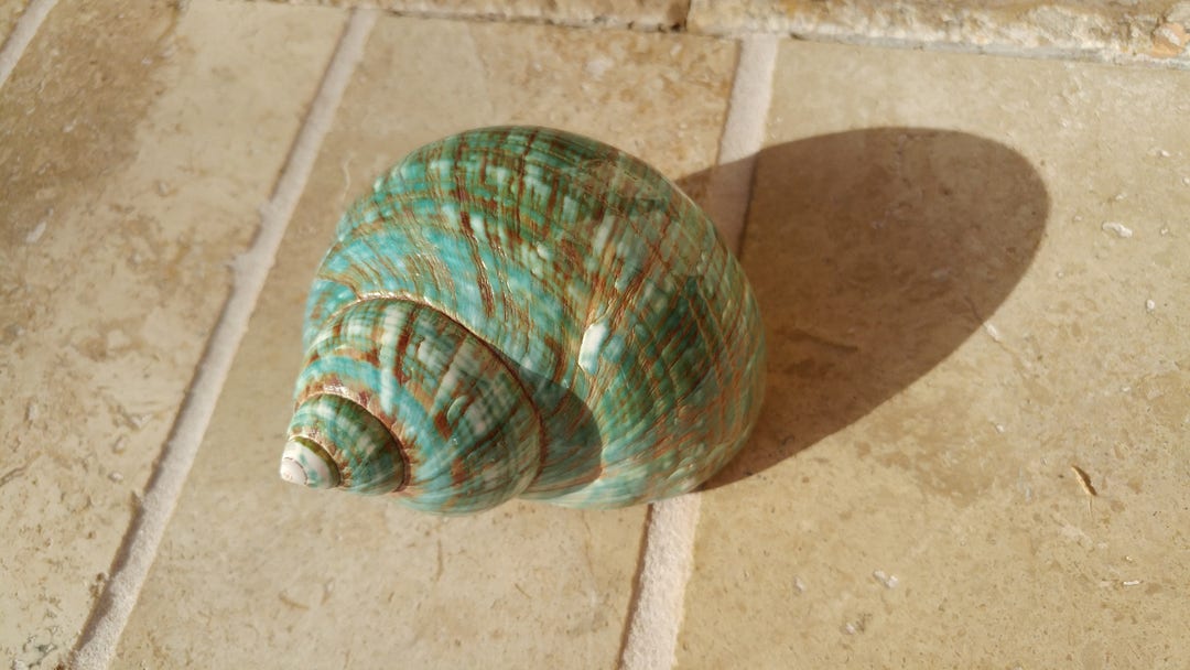 Turbo Shell - Jade Turbo Shell - Natural Turbo - Polished Jade Seashell ...