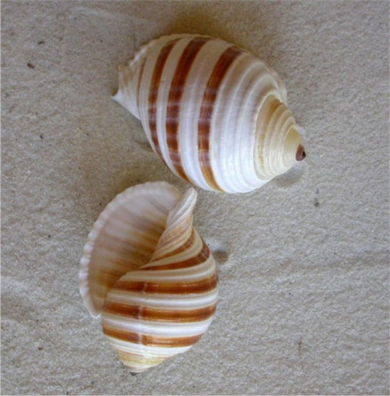 2 Brown Striped White Tonna Sulcosa Seashells 640 by The Artsy Seashell ...