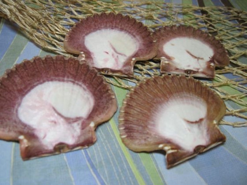 4 Mexican Flat Brown Scallop Shells Predrilled With 1/16th in Hole for ...