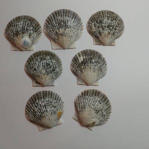 Scallop Shells - From Crystal River, Florida - Freshly Caught by Me ...