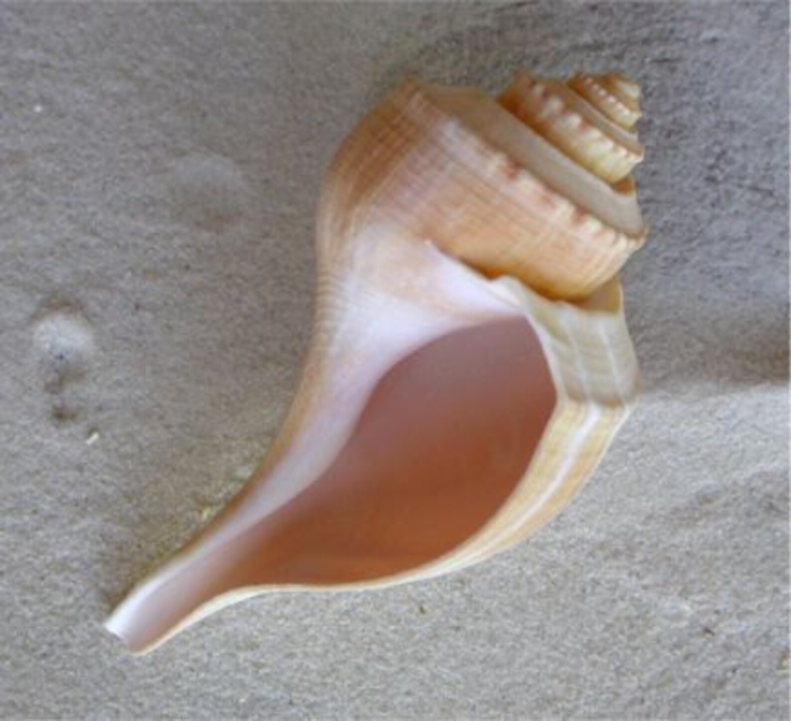 Whelk Seashell - Real Shell - Listen to the Beach - Etsy