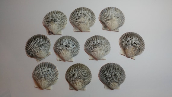 Genuine Scallop Shells - From Crystal River, FLorida - Freshly Caught ...