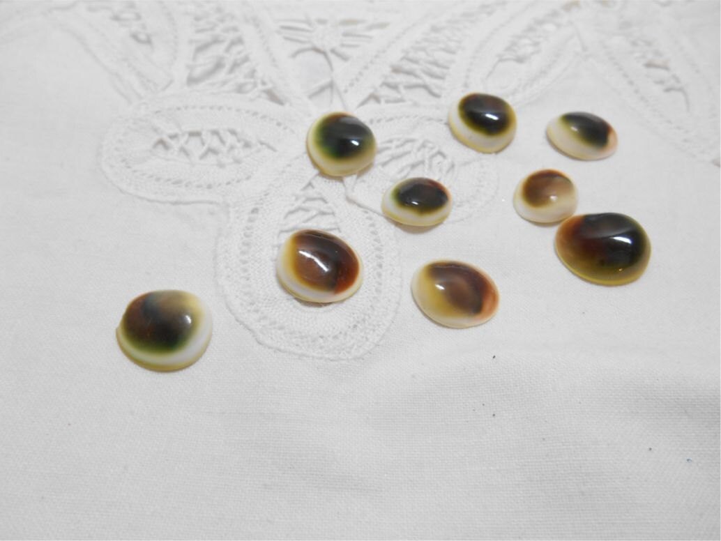 Cat's Eye Shells 10 Green and Brown - Etsy