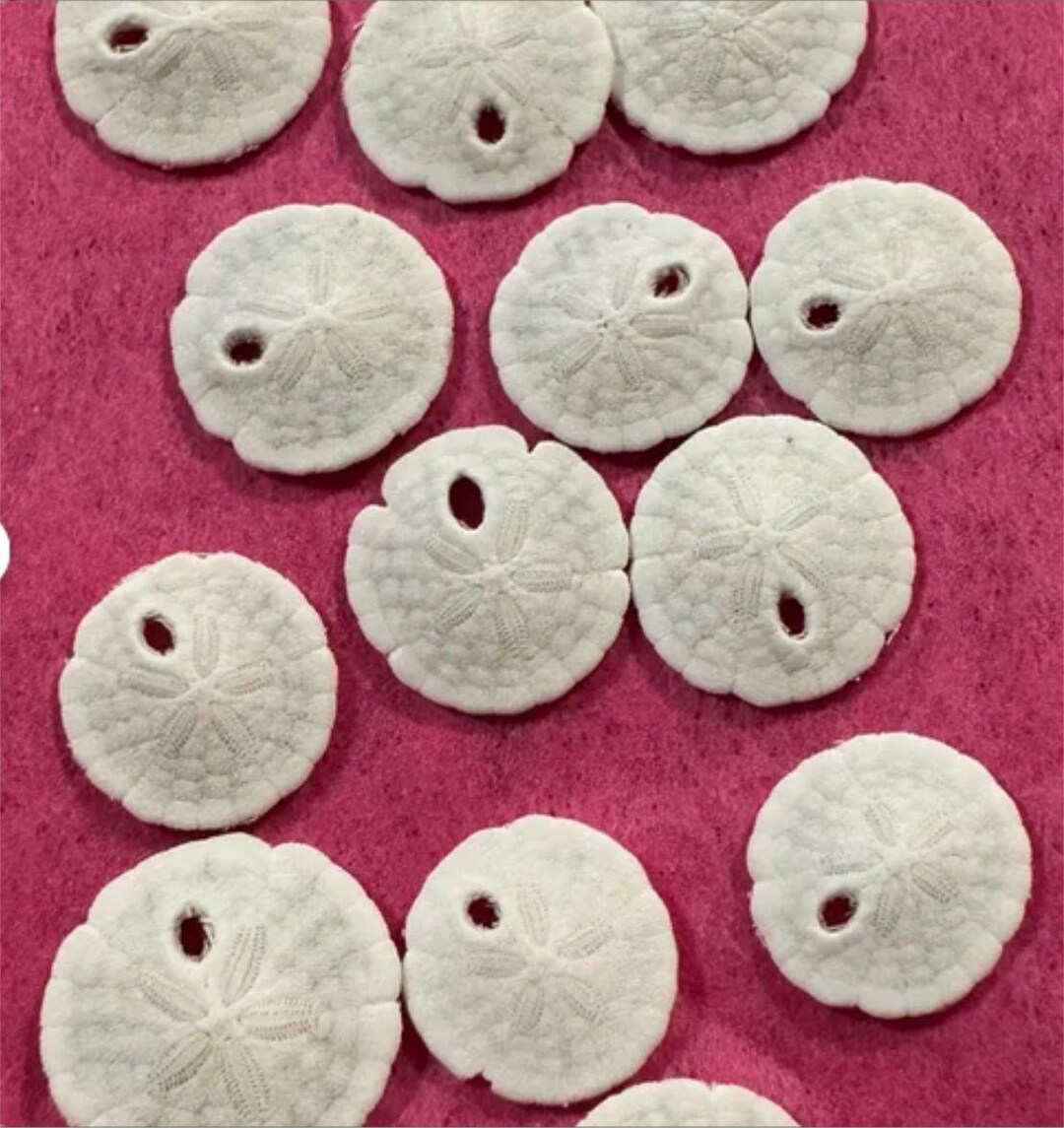 Tiny Sandollars 2/8 Inch Sand Dollars 12 Real Mini Sandollars - Etsy
