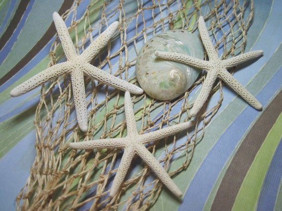 Ideas Para Decorar Con Estrellas De Mar Manualidades Con Conchas De