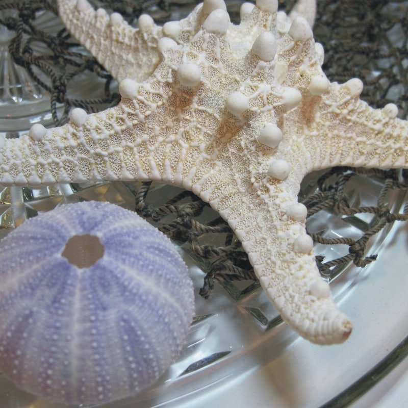 Starfish Home Decor - Etsy