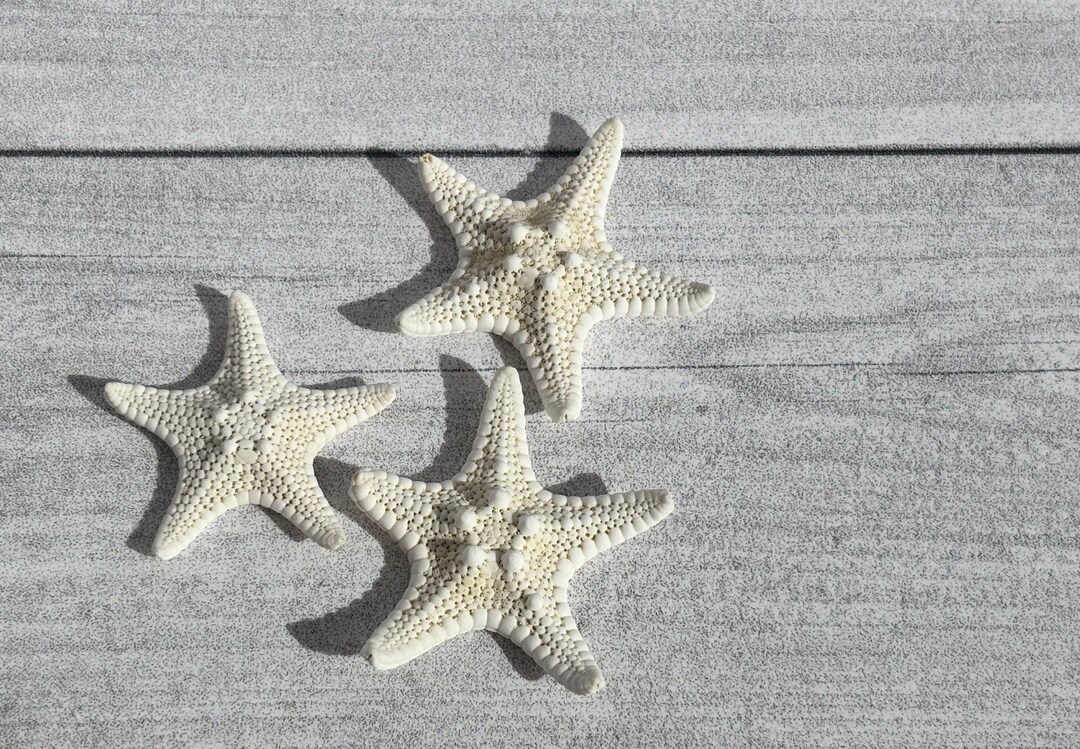 Mini Starfish - 5 Knobby White Starfish - Small Sea Stars - Approx 1.25 ...