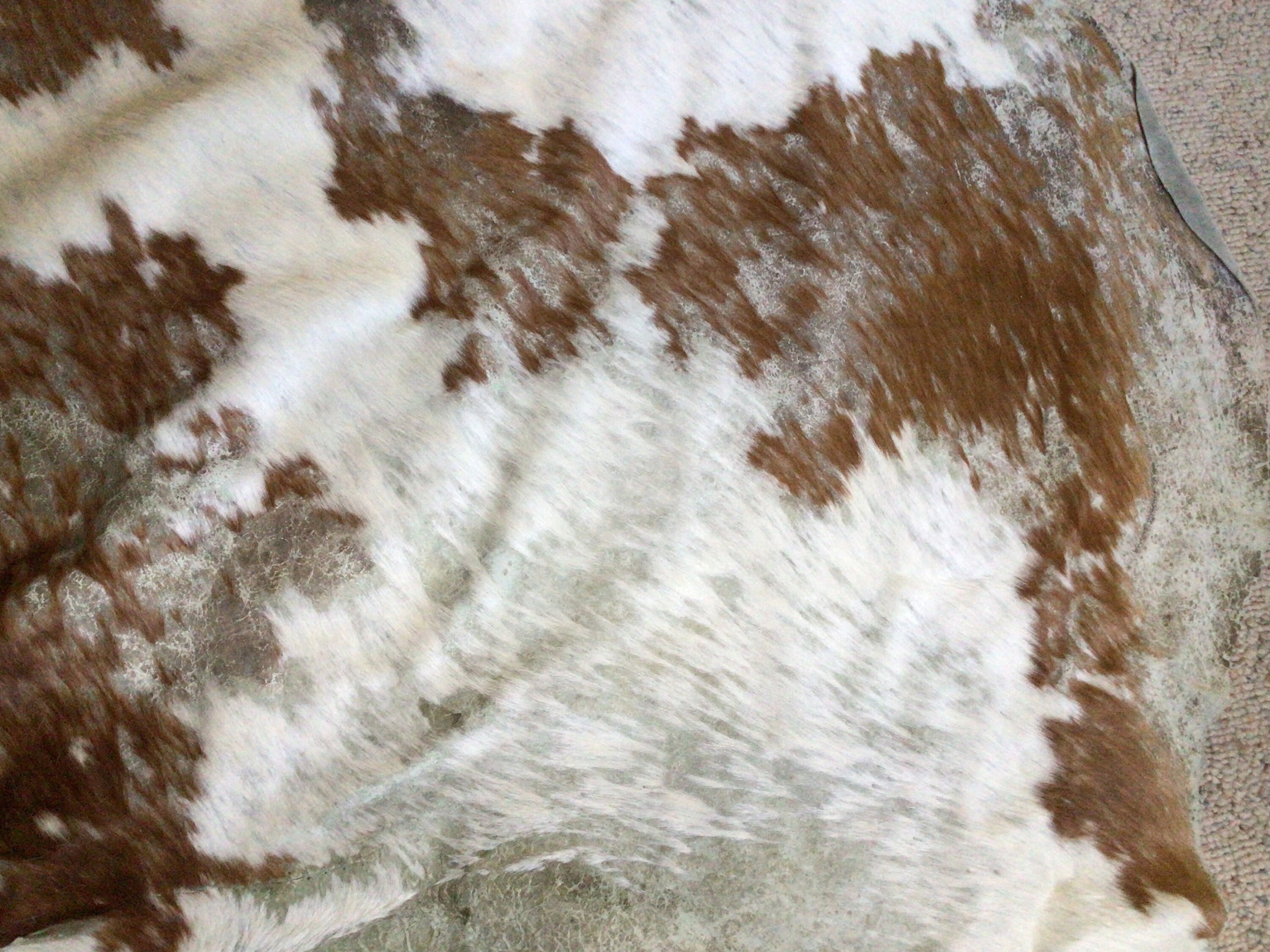 Cowhide Remnant, Hair on Cowhide Large Scrap, Genuine Cowhide for ...