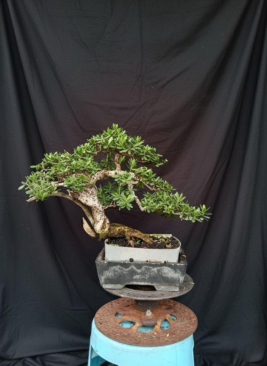 Real Pict Pemphis Accidula Bonsai - Etsy