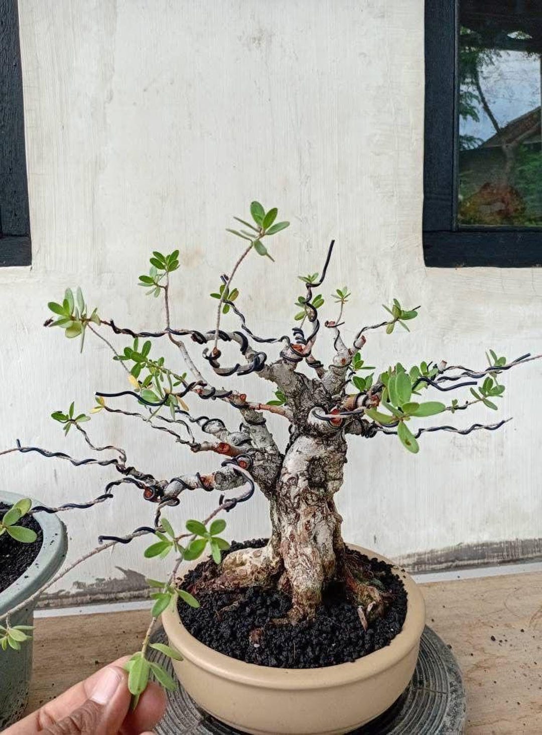 Pemphis Acidula Bonsai | Training Stage | 10” Height | 7 Inch Trunk ...