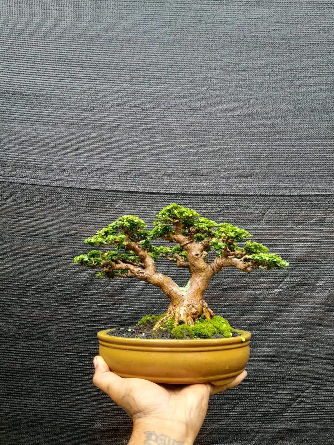 Premna Microphylla Bonsai Tree Ideal Collection - Etsy