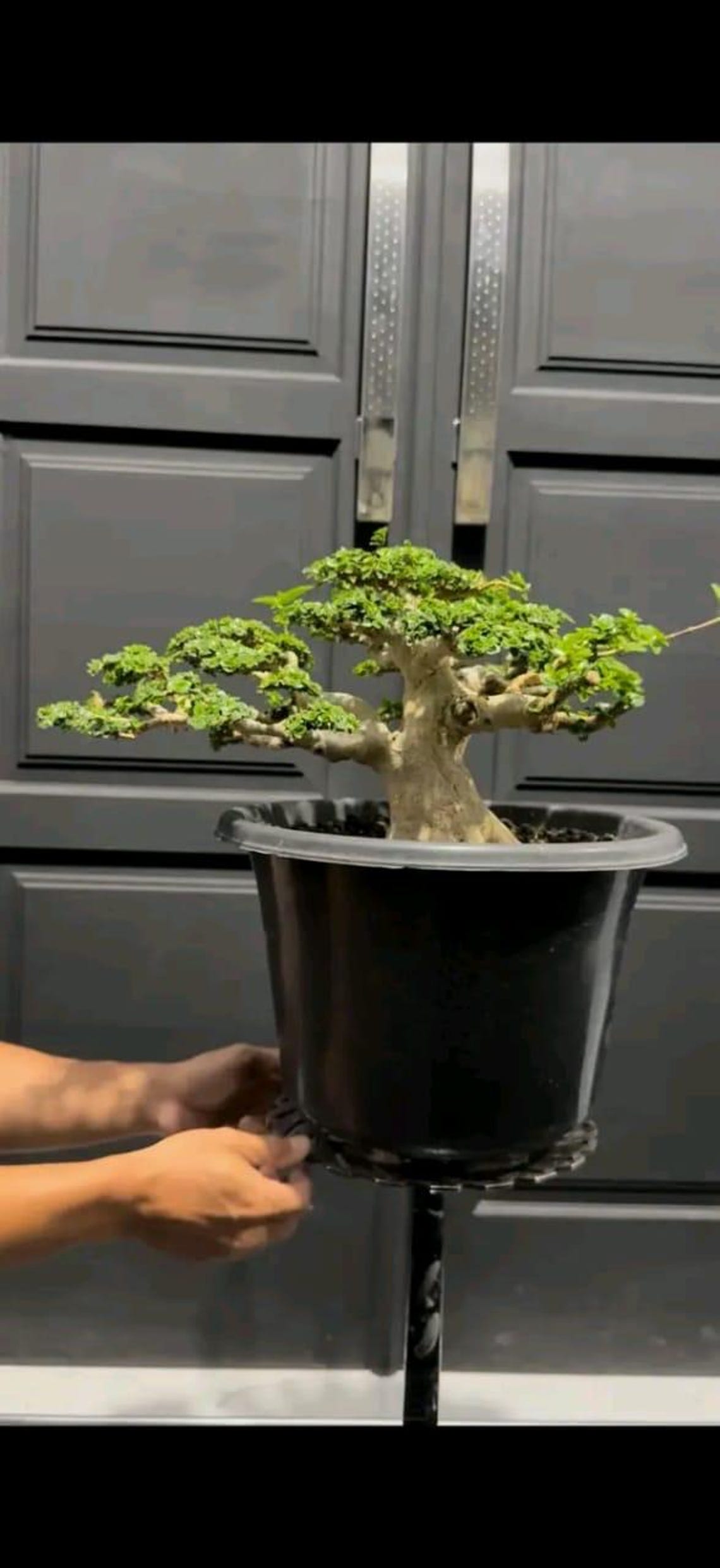 Real Pict Premna Microphylla Bonsai Tree - Etsy