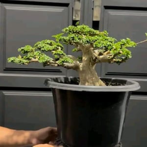 Real Pict Premna Microphylla Bonsai Tree - Etsy