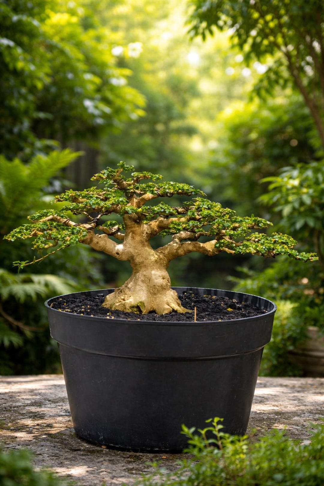 Real Pict Premna Microphylla Bonsai Tree Classic Broom Style (hokidachi ...