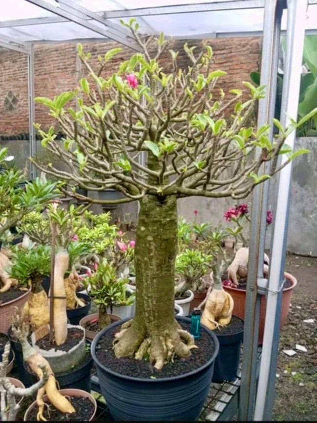 Adenium Arabicum Black Giant Long Caudex - Etsy
