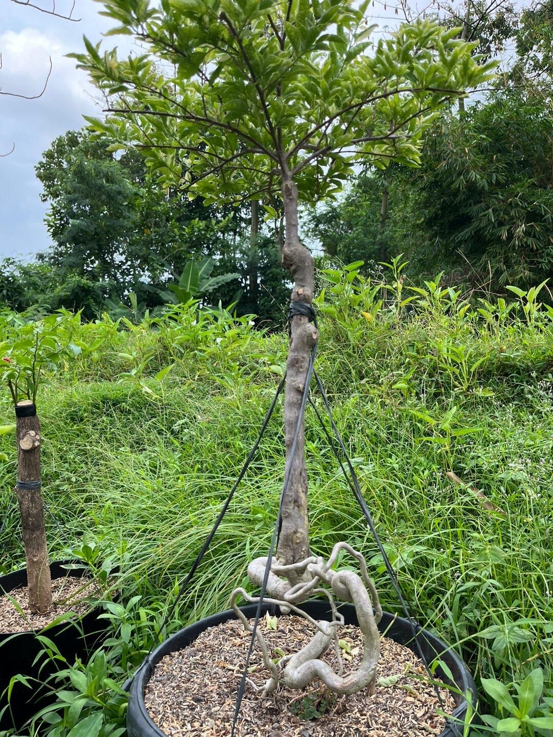 Bougainvillea Bonsai – Elegant Twisting Roots, Neagari Root Art Form ...
