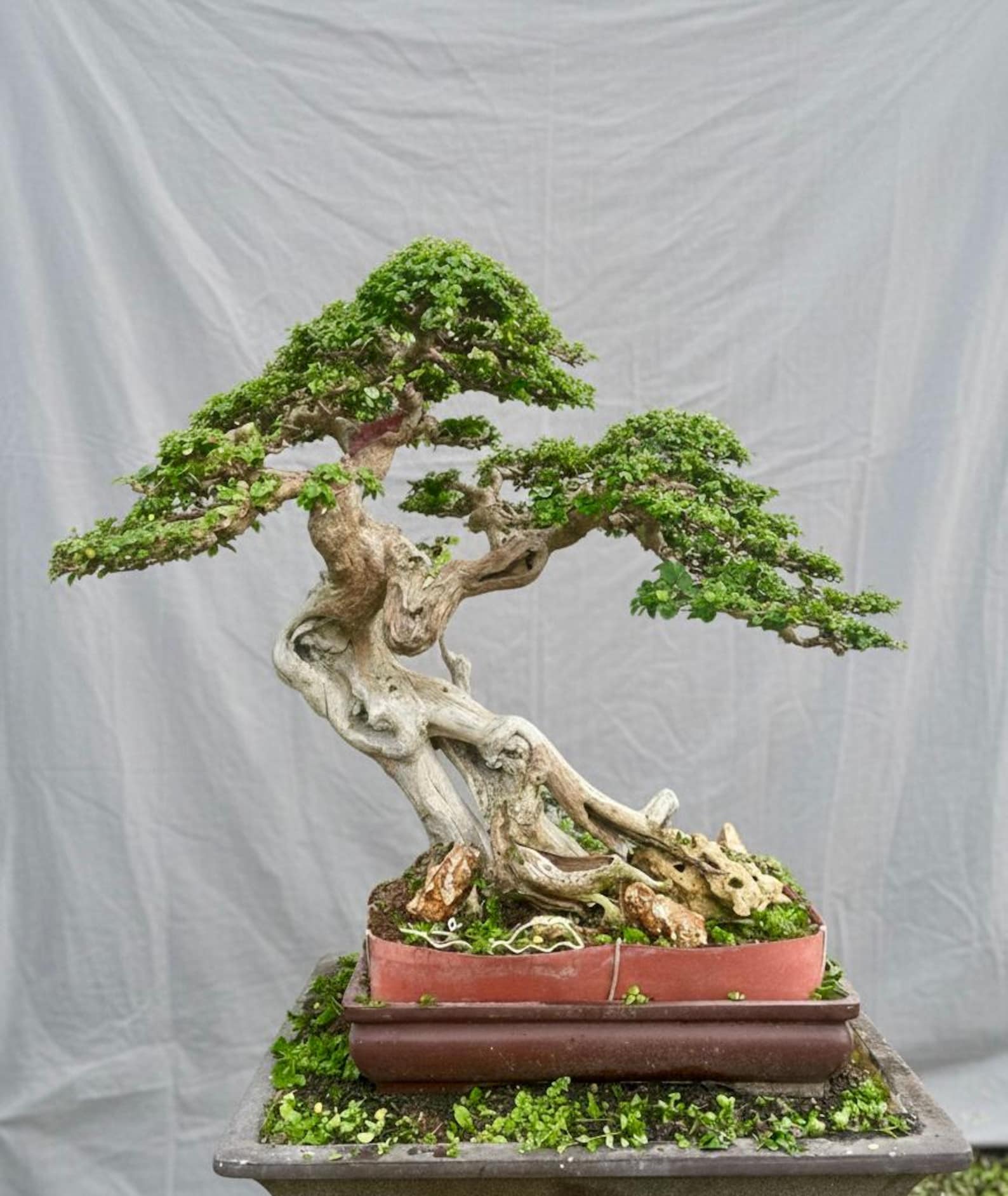 Unique Shakan Style Bonsai Tree With Natural Shari - Aged Informal ...