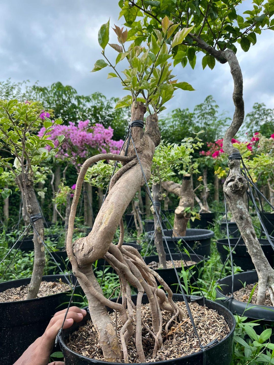 Rare Exposed Root Bougainvillea Bonsai – Neagari Style Twisted Tree - Etsy