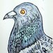 Pigeon Linocut With Watercolor Hand Pulled by Artist Lora Shelley - Etsy
