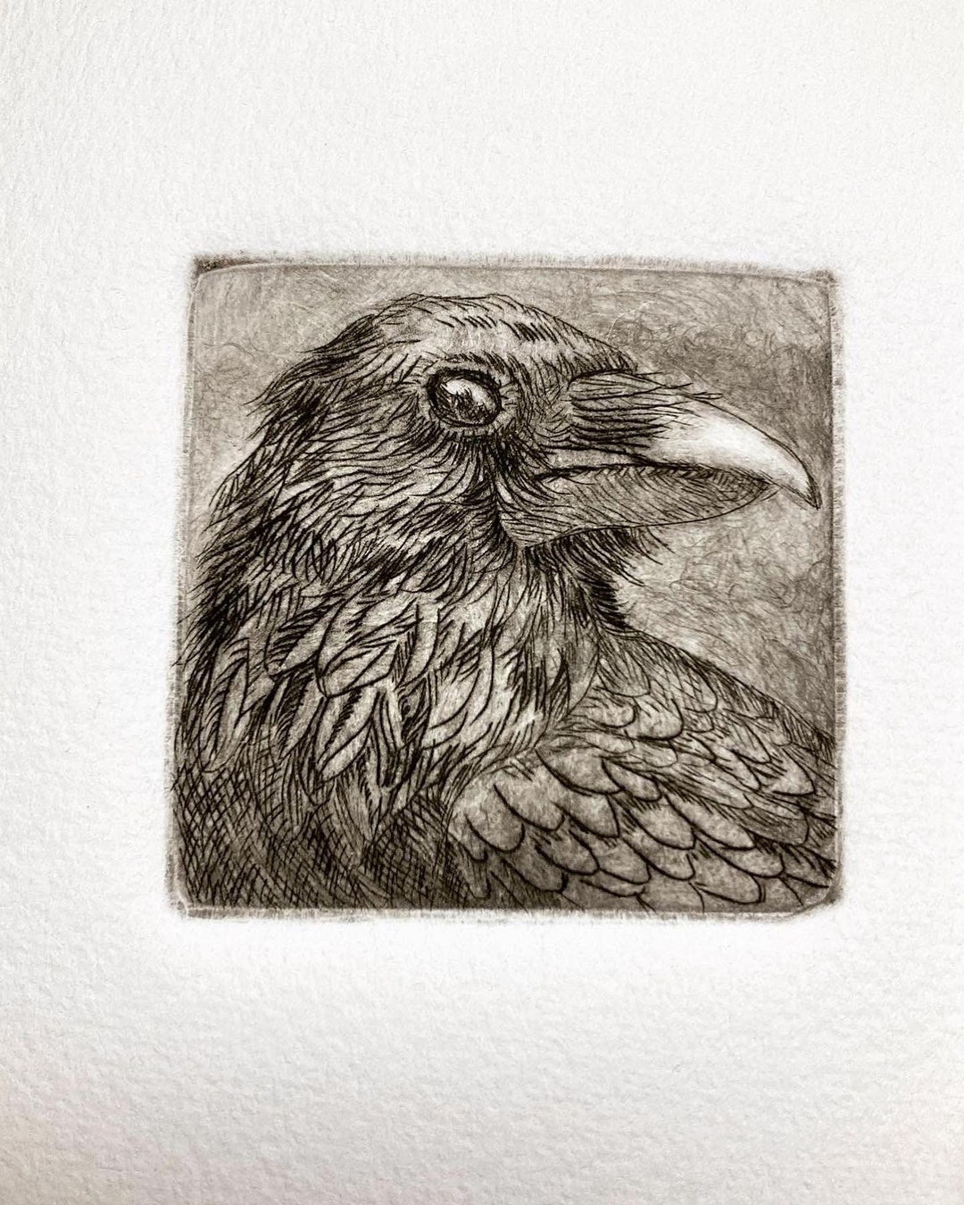 Raven Etching by Artist - Lora Shelley - Etsy