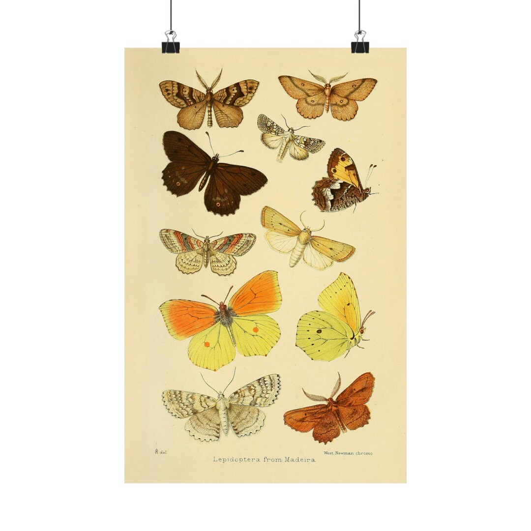Lepidoptera butterflies From Madeira Print by Ernst Haeckel - Etsy