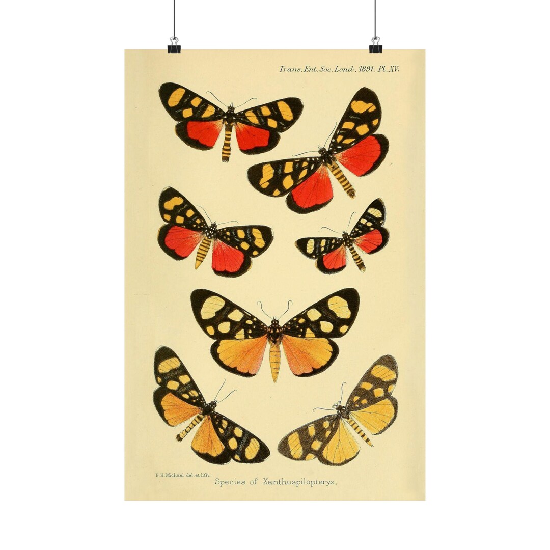 Species of Xarthospilopieryx butterflies Print by Ernst Haeckel - Etsy