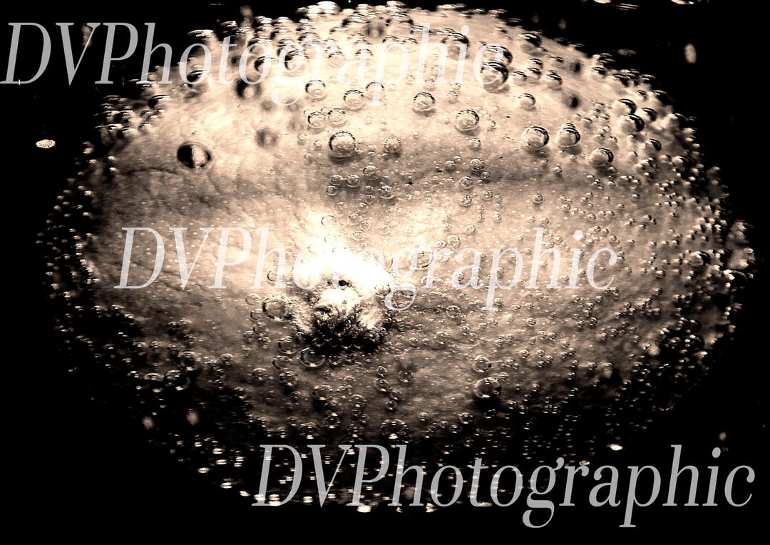 A Lime Covered in Bubbles in Fizzy Water Made Into a Black and White ...