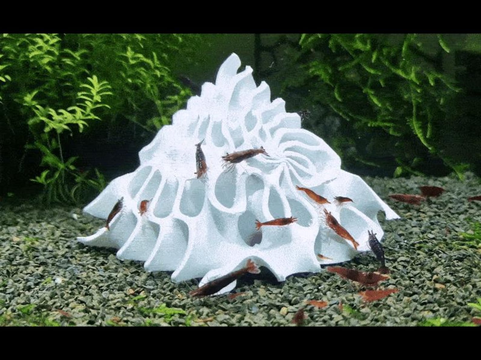 Shrimp Pyramid Cave: 5 Gyroid Designs, Shrimp Tank Hide, Aquarium ...