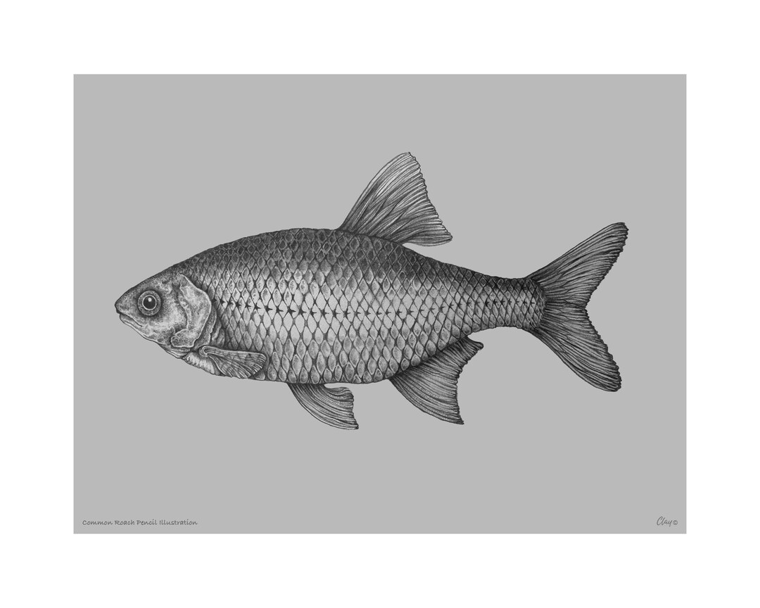Common Roach Pencil Illustration - Etsy