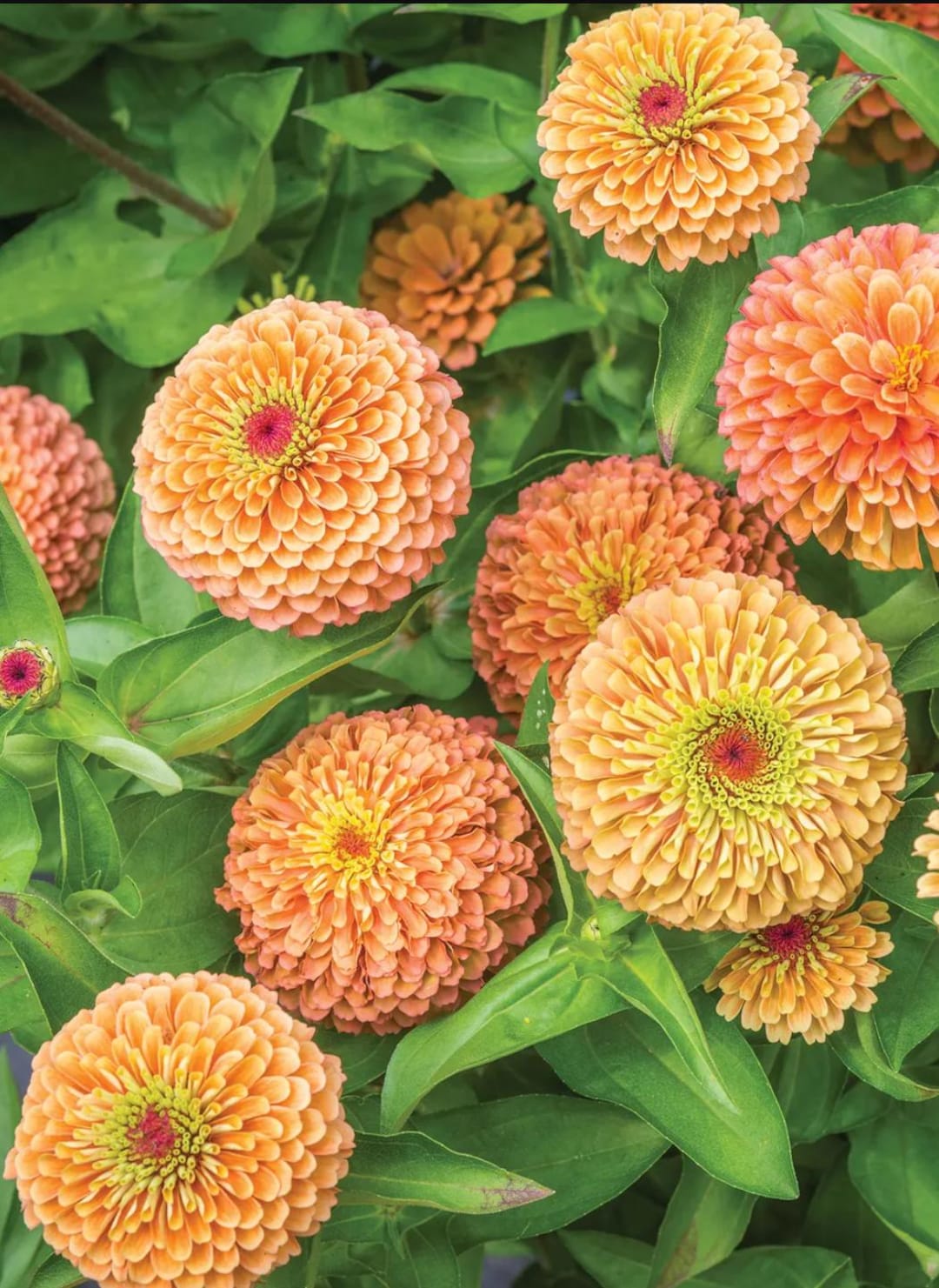NEW Queen Lime Orange Zinnia Seeds, Color Range From Orange to Coral to ...