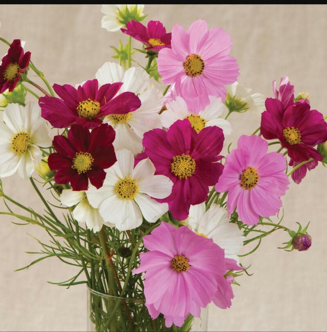 Versailles Mix Cosmo Seed, Pro Cut Flower - 50s - Etsy