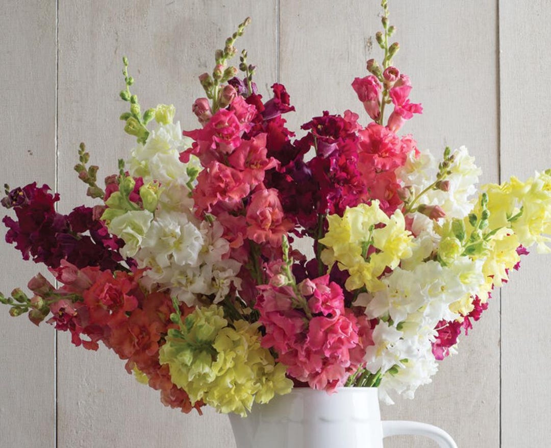 Madame Butterfly F1 Snapdragon Mix, Edible Flower, Tested 94% Germ - 50 ...