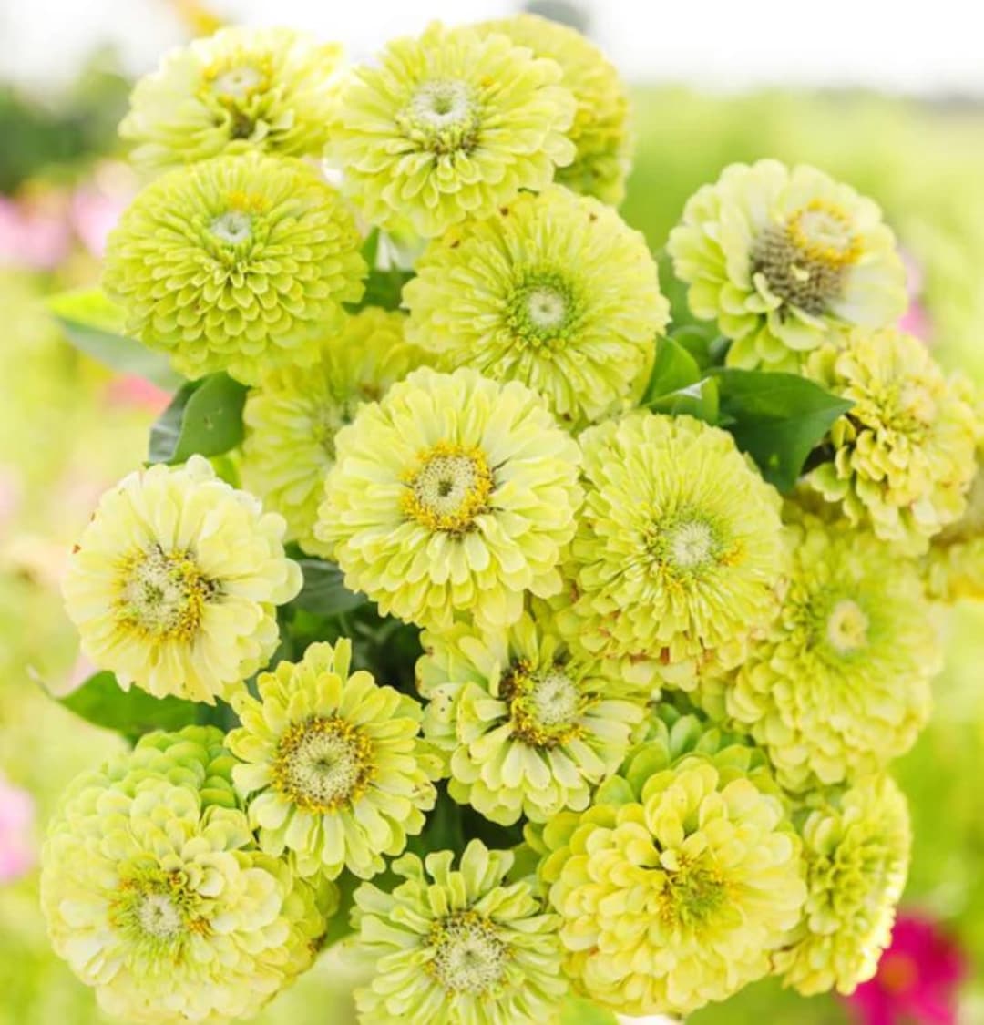 Zinnia Green Envy Seeds, Double Blooms, Easy to Grow, Excellent Cut ...