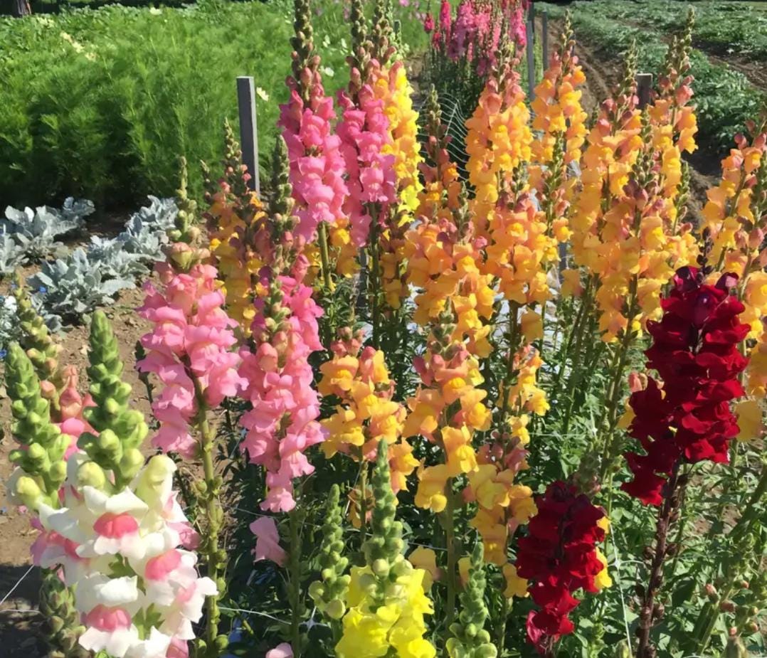 Tall Snapdragon Mix, Easy to Grow, Excellent Cut Flower - 50 Seeds - Etsy