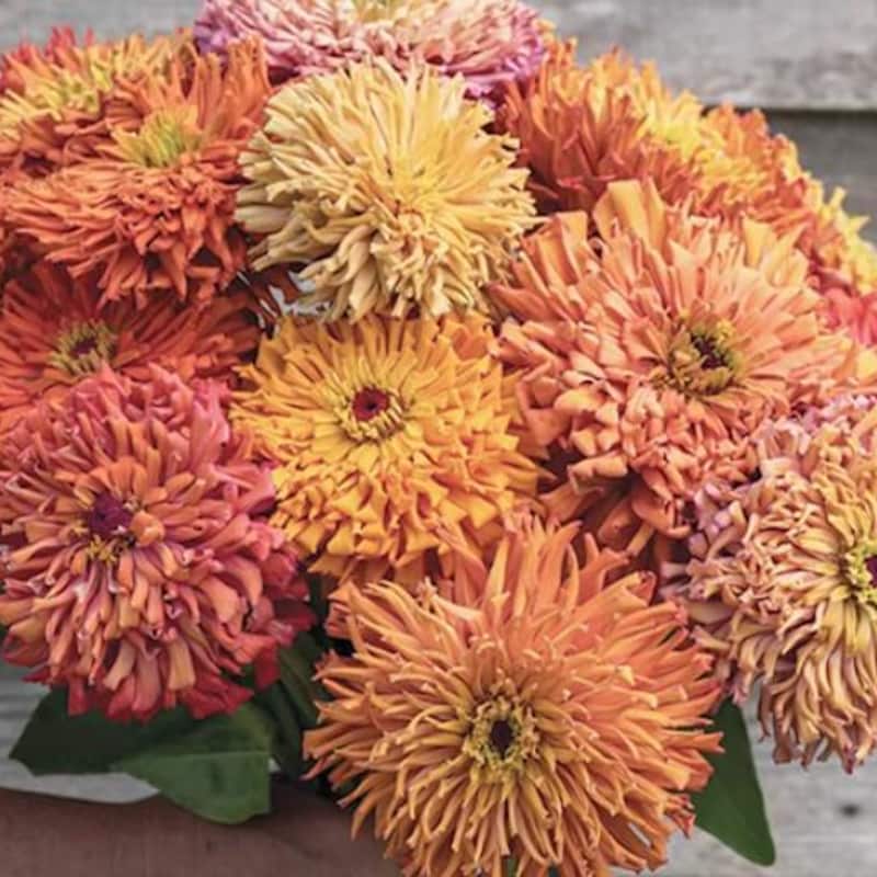 Agave Seeds - Etsy