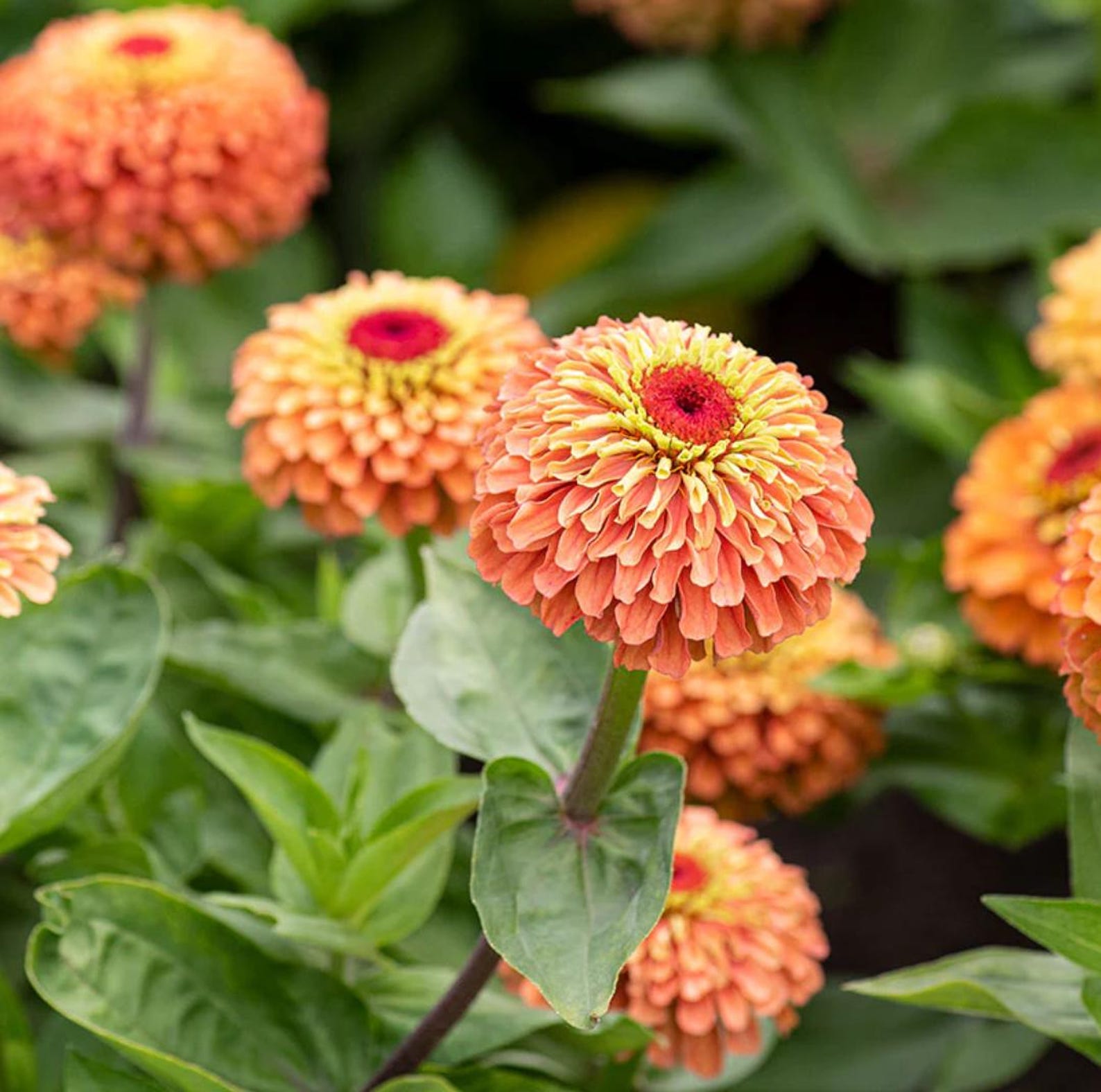 NEW Queen Lime Orange Zinnia Seeds, Color Range From Orange to Coral to ...