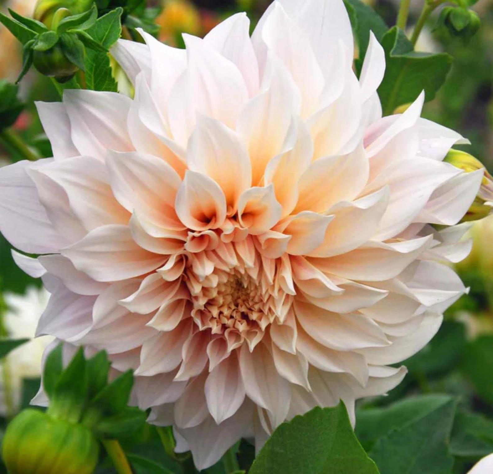 2 Cafe Au Lait Dahlia Tuber, Excellent Cut Flower, Pale Pink to Creme ...