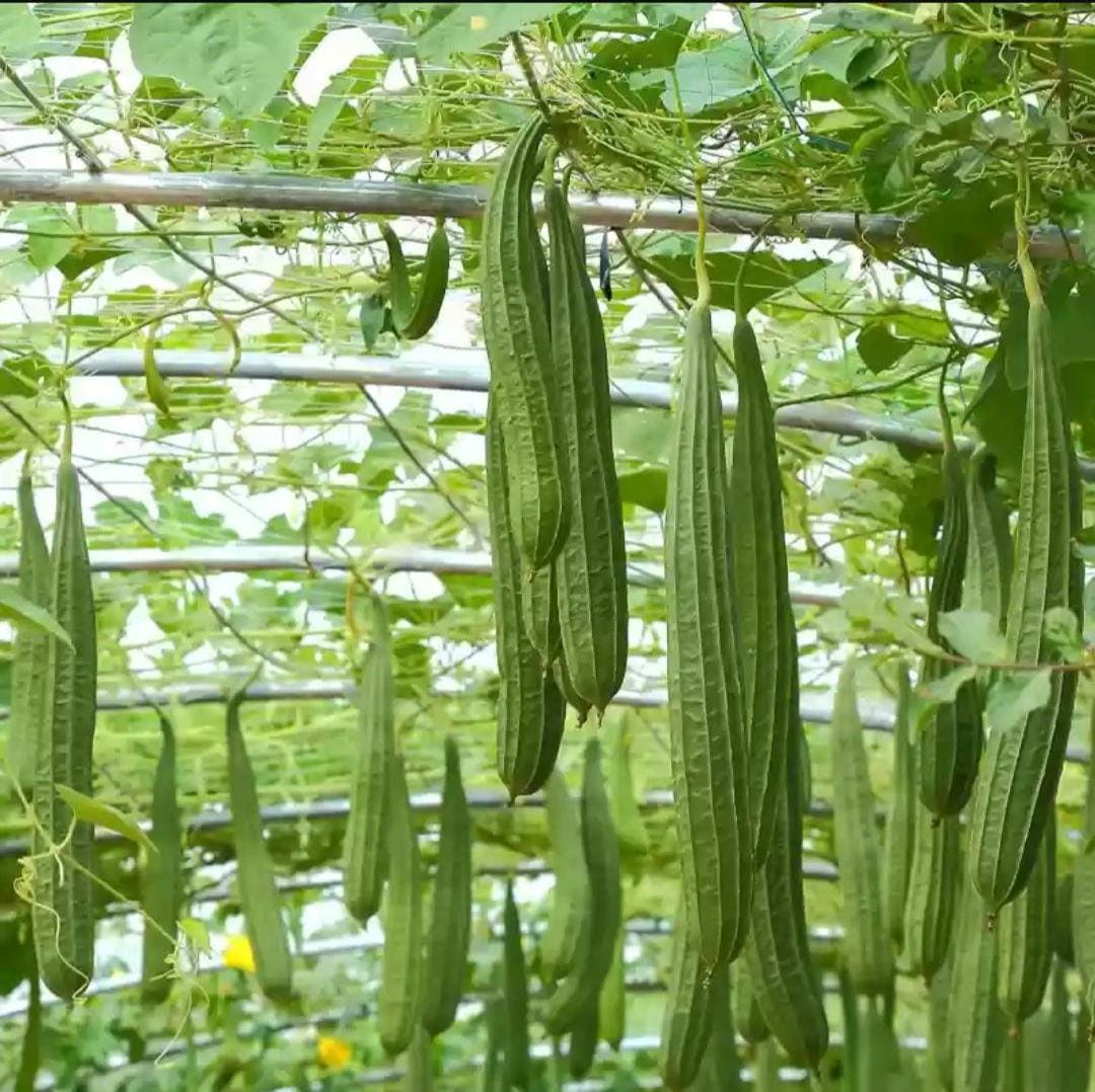 Luffa Gourd Organic Seeds, Buab Moom, Grow Own Shower Pad - 2 Gram ...