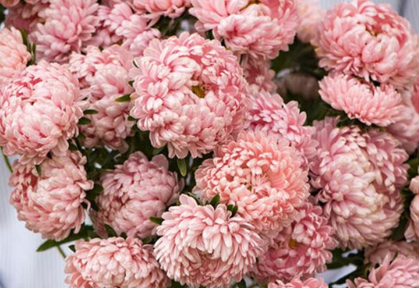 Tower Chamois Aster - 50 Seeds AS1102 - Etsy