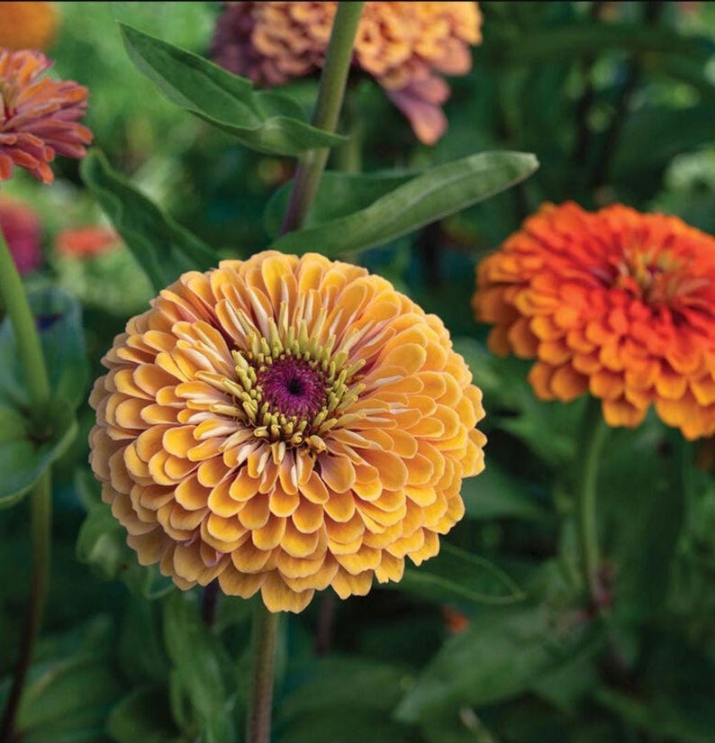 NEW Aurora Double Bloom Zinnia - 25 Seeds - Etsy