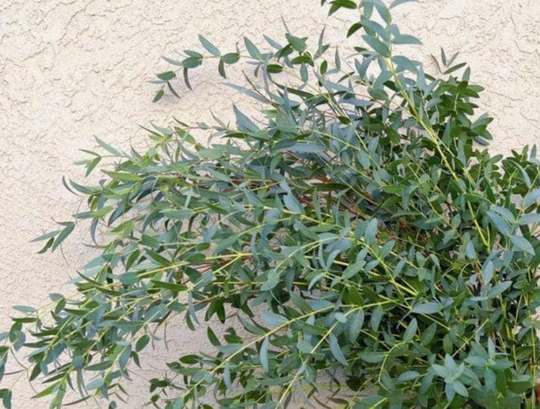 Eucalyptus Parvula Gum Aka Small Leaf Gum or Parvifolia Eucalyptus ...