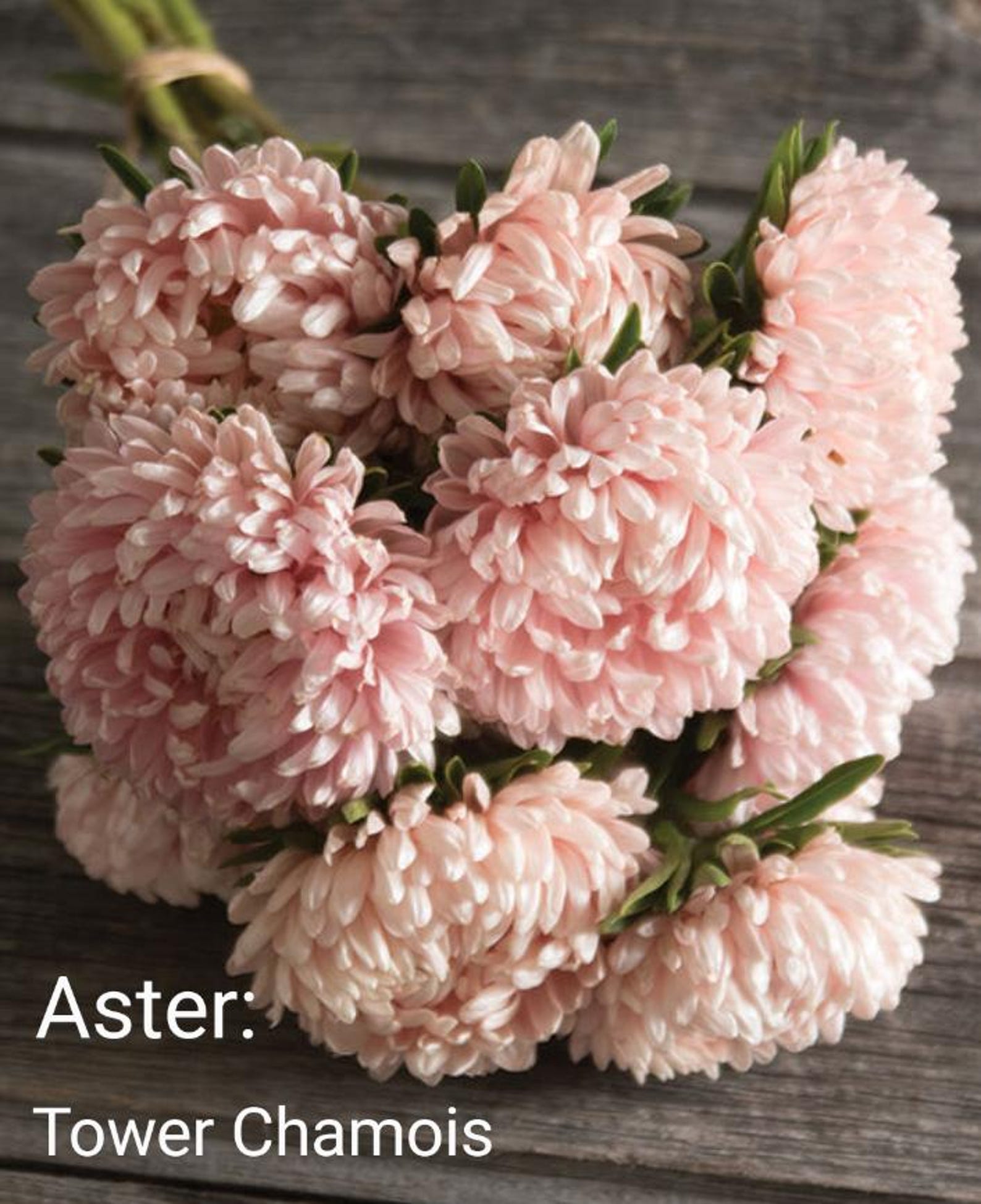 Tower Chamois Aster - 50 Seeds AS1102 - Etsy