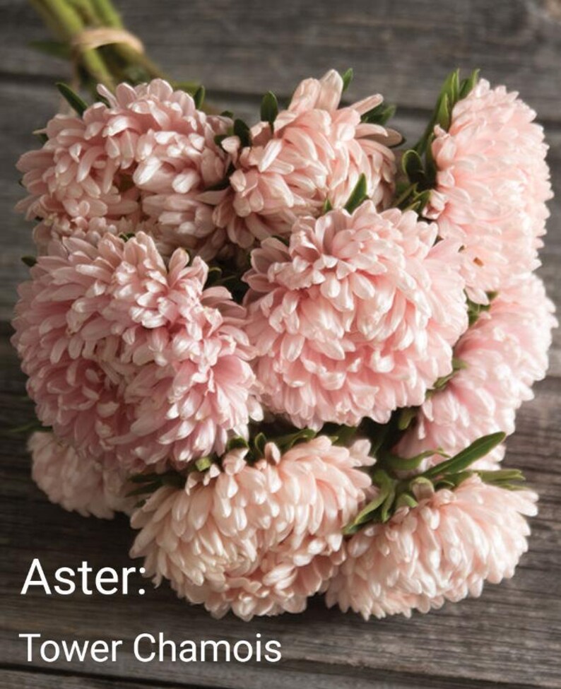 Tower Chamois Aster - 50 Seeds AS1102 - Etsy