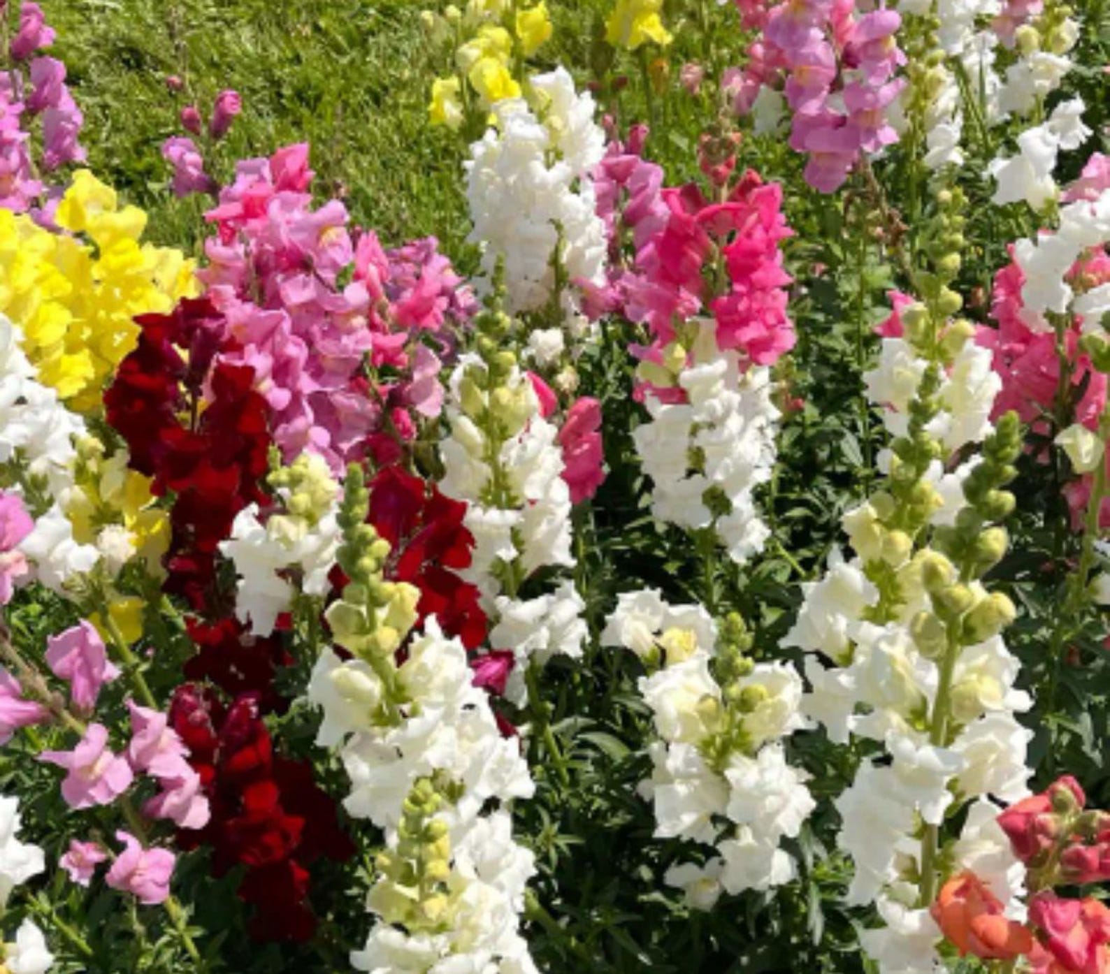 Tall Snapdragon Mix, Easy to Grow, Excellent Cut Flower - 50 Seeds - Etsy