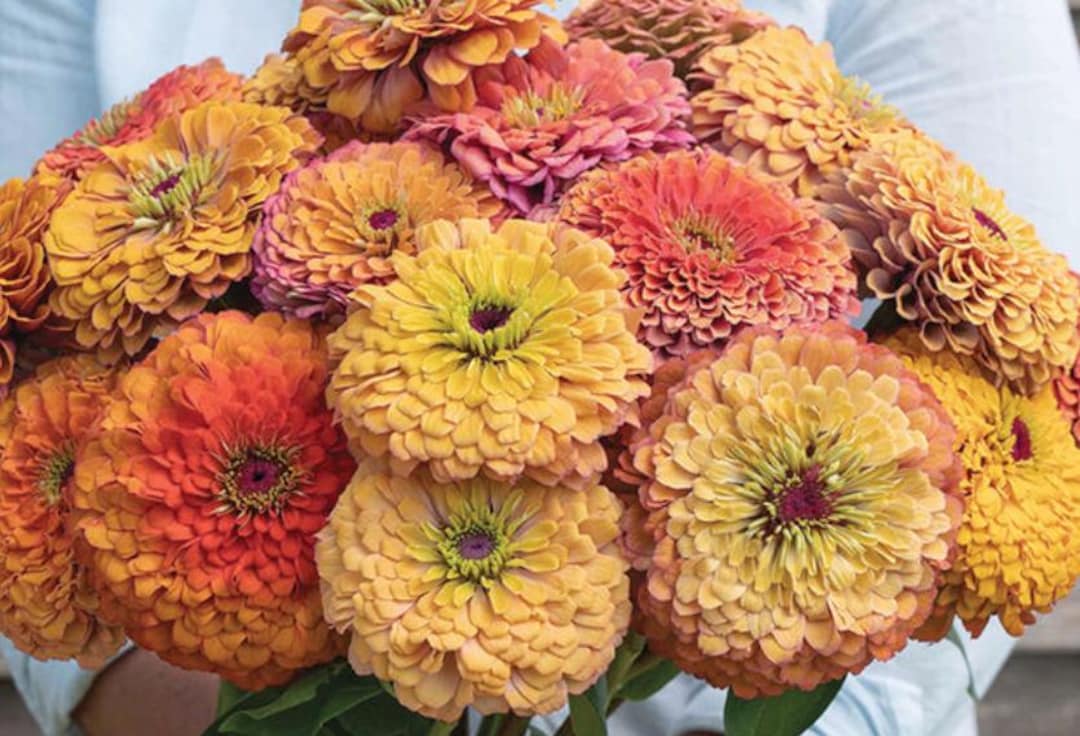 NEW 2025 Aurora Zinnia, Two Tone Double Blooms 25 Seeds, Z - Etsy